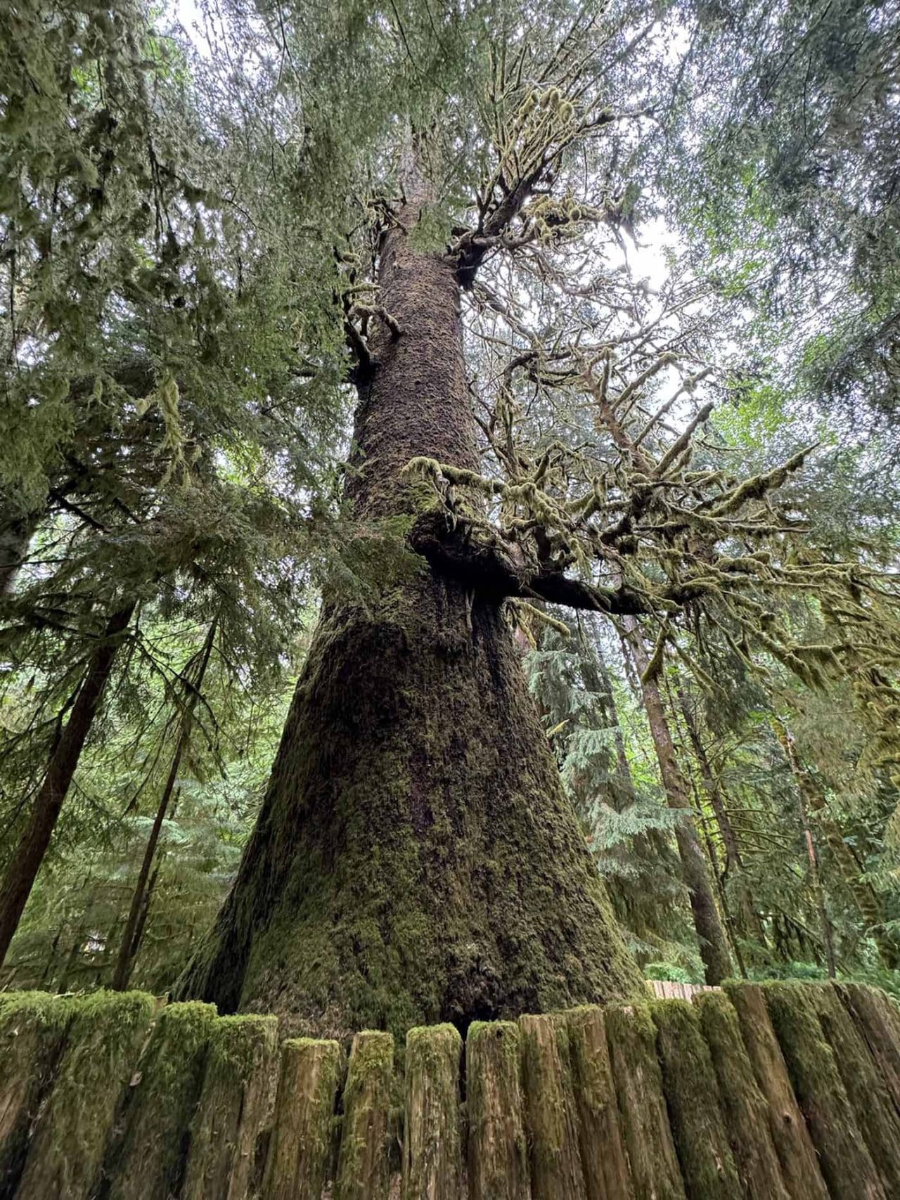 Vancouver Island Tours & Transportation | Surfside Adventure Tours